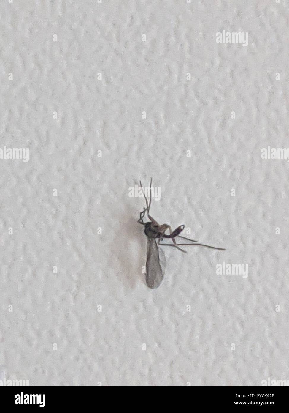 Fungus Gnats and Gall Midges (Sciaroidea) Insecta Stock Photo - Alamy