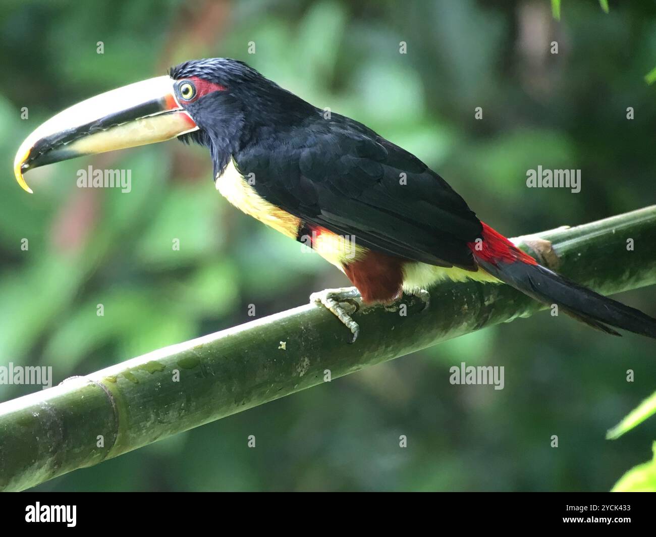 Pale-mandibled Araçari (Pteroglossus torquatus erythropygius) Aves ...