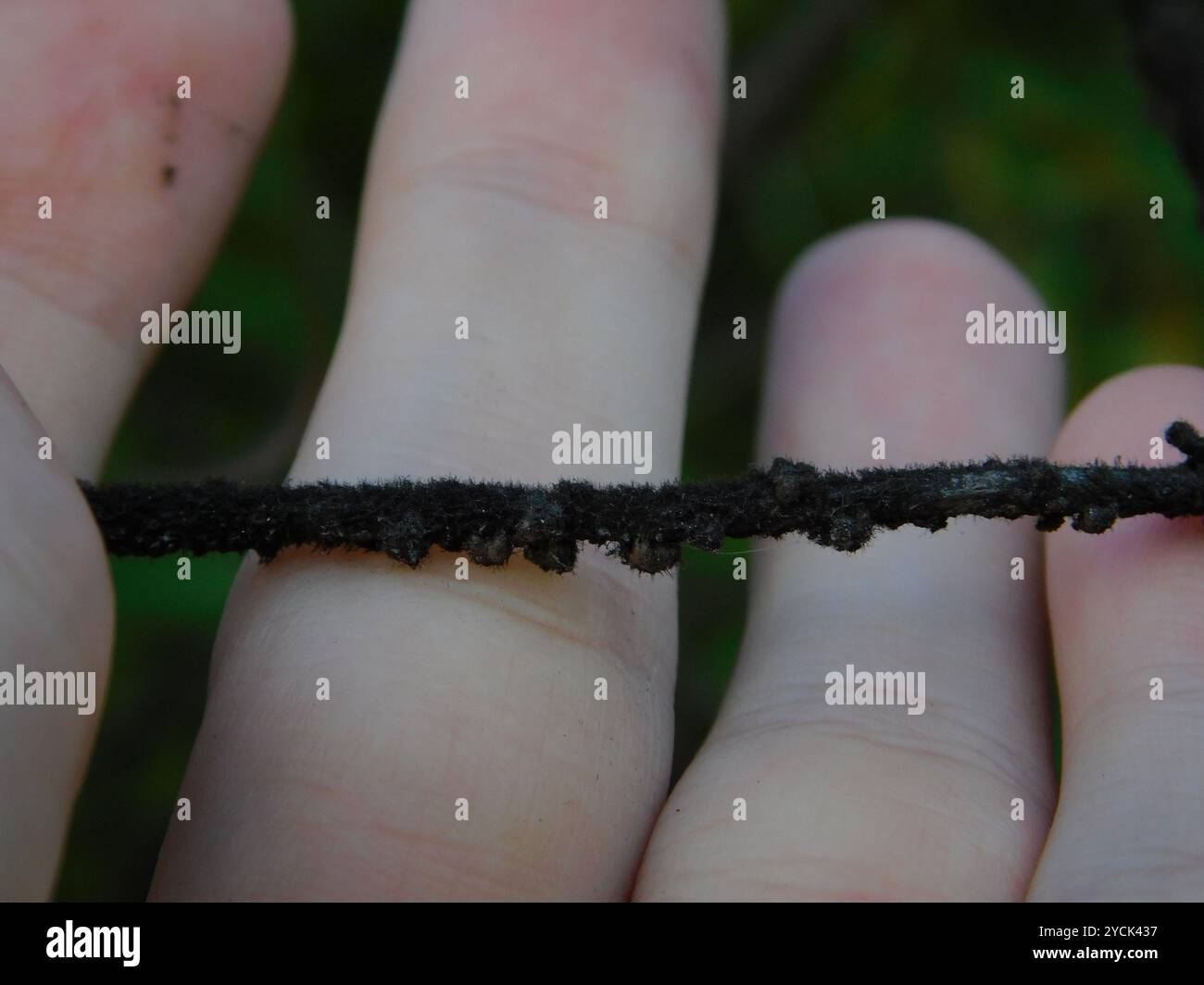 Lobate Lac Scale (Paratachardina pseudolobata) Insecta Stock Photo - Alamy