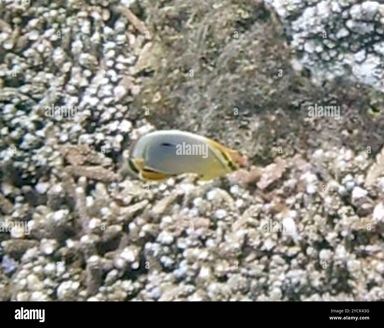 Indian Redfin Butterflyfish (Chaetodon trifasciatus) Actinopterygii ...