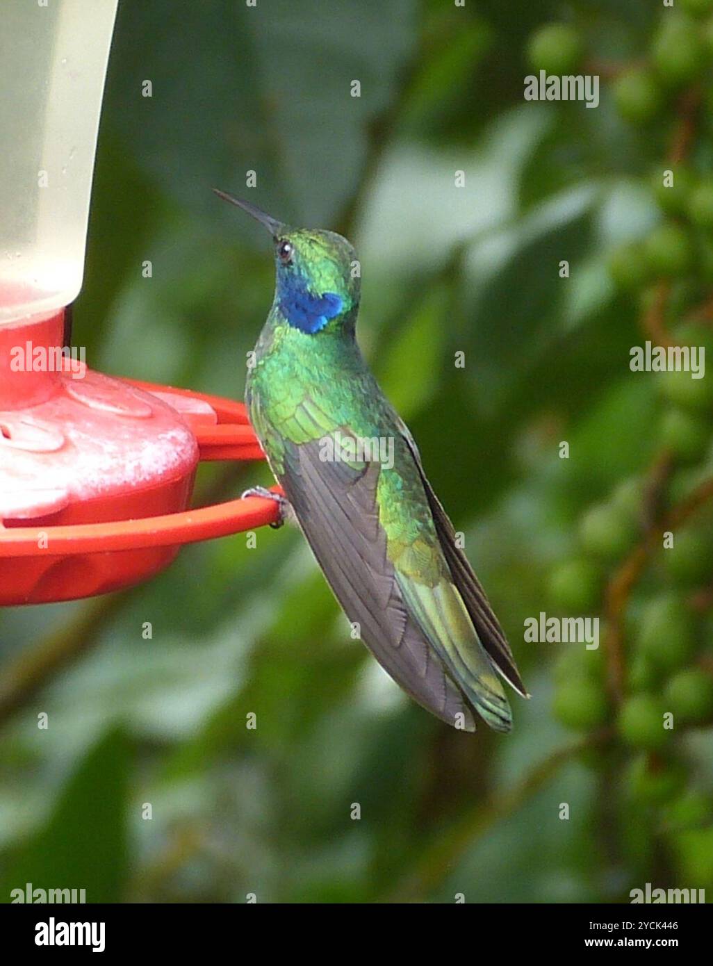 Lesser Violetear (Colibri cyanotus) Aves Stock Photo - Alamy