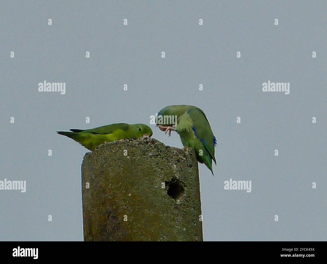 Spectacled Parrotlet (Forpus conspicillatus) Aves Stock Photo - Alamy