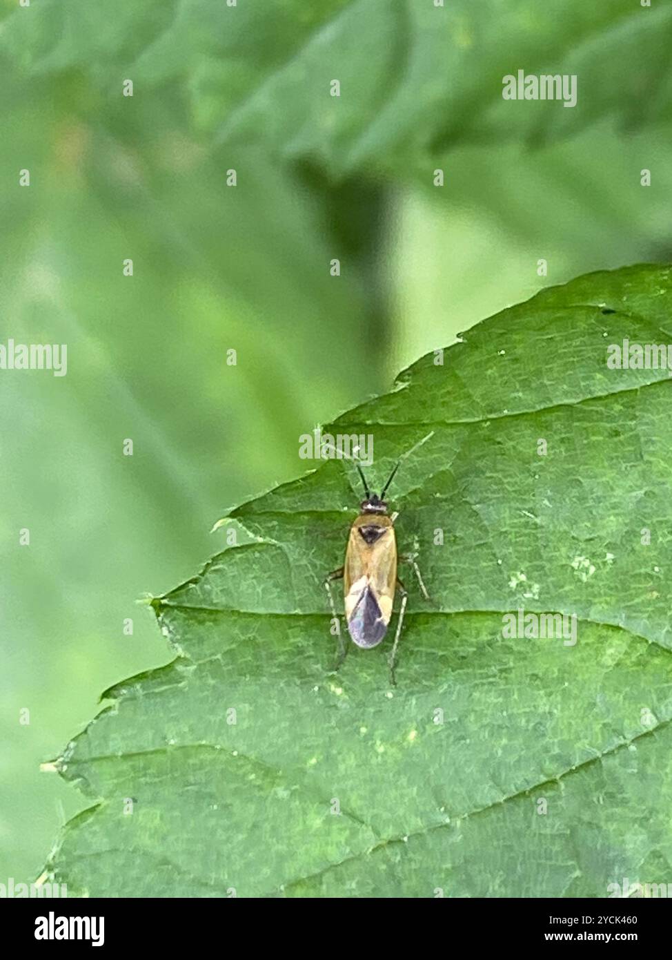 Common Nettle Flower Bug (Plagiognathus arbustorum) Insecta Stock Photo ...