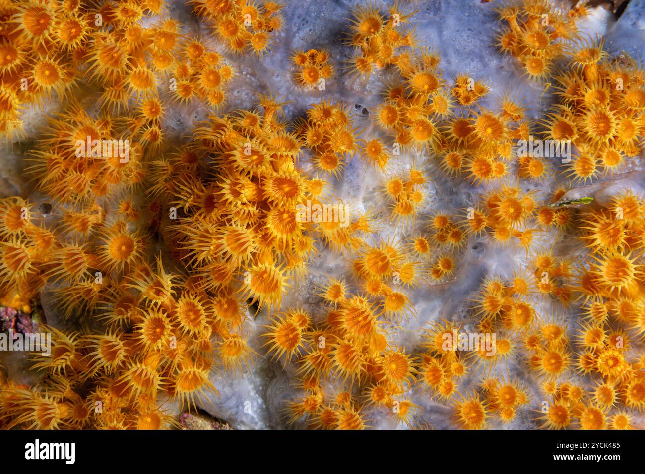 Yellow cluster anemones, Parazoanthus axinellae, Bastia Corsica France ...