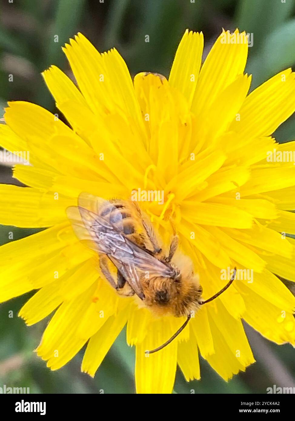 Common Pantaloon Bee (Dasypoda hirtipes) Insecta Stock Photo - Alamy