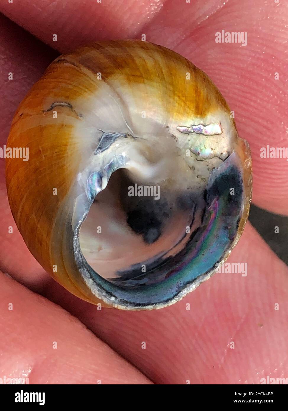 Brown Tegula (Tegula brunnea) Mollusca Stock Photo - Alamy
