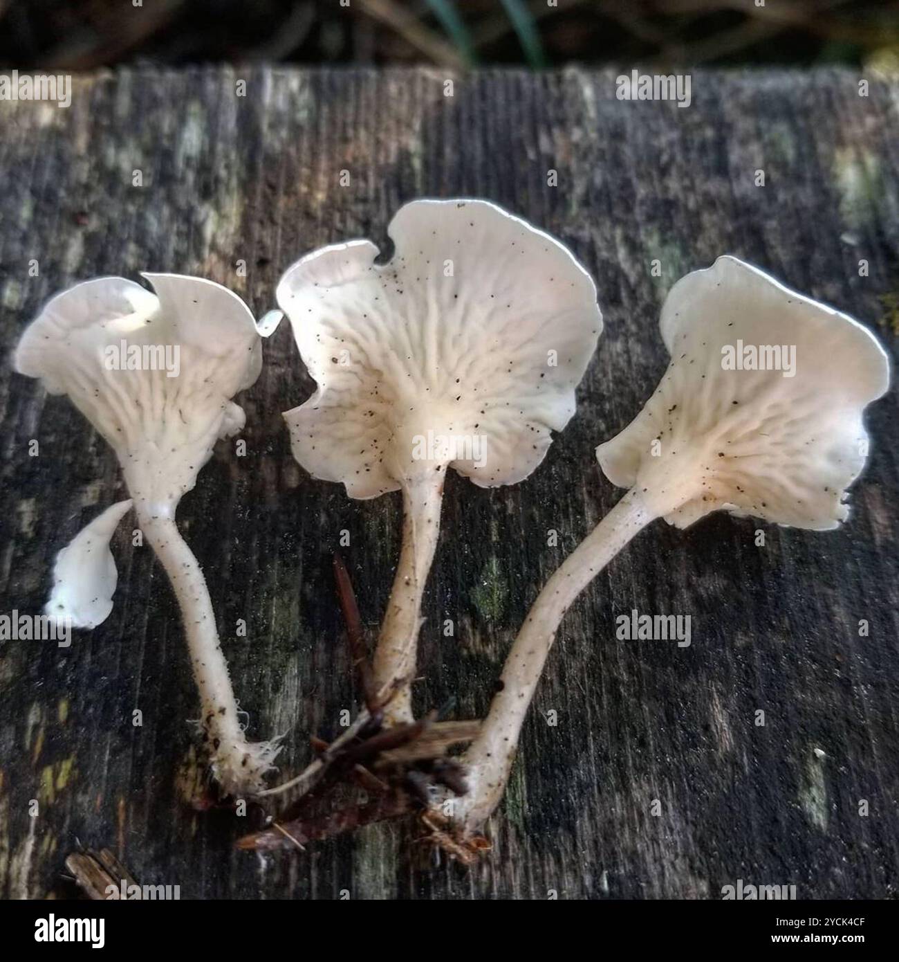 Stereopsis hi-res stock photography and images - Alamy