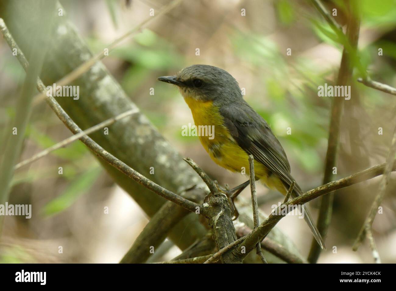 Eastern Yellow Robin (Eopsaltria australis) Aves Stock Photo - Alamy