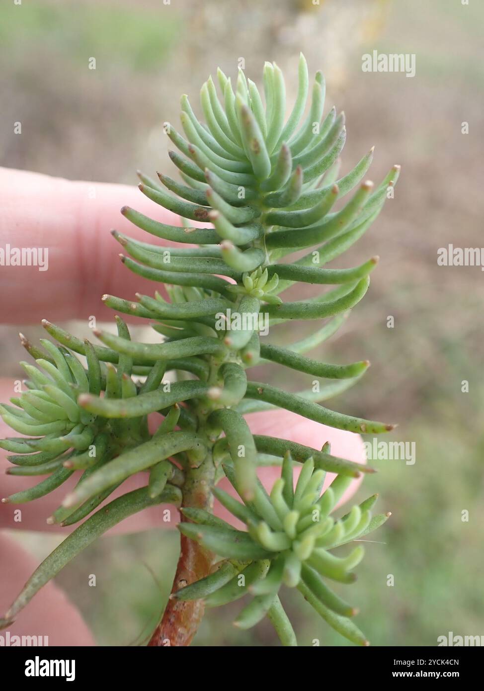 Reflexed Stonecrop (Petrosedum rupestre) Plantae Stock Photo - Alamy