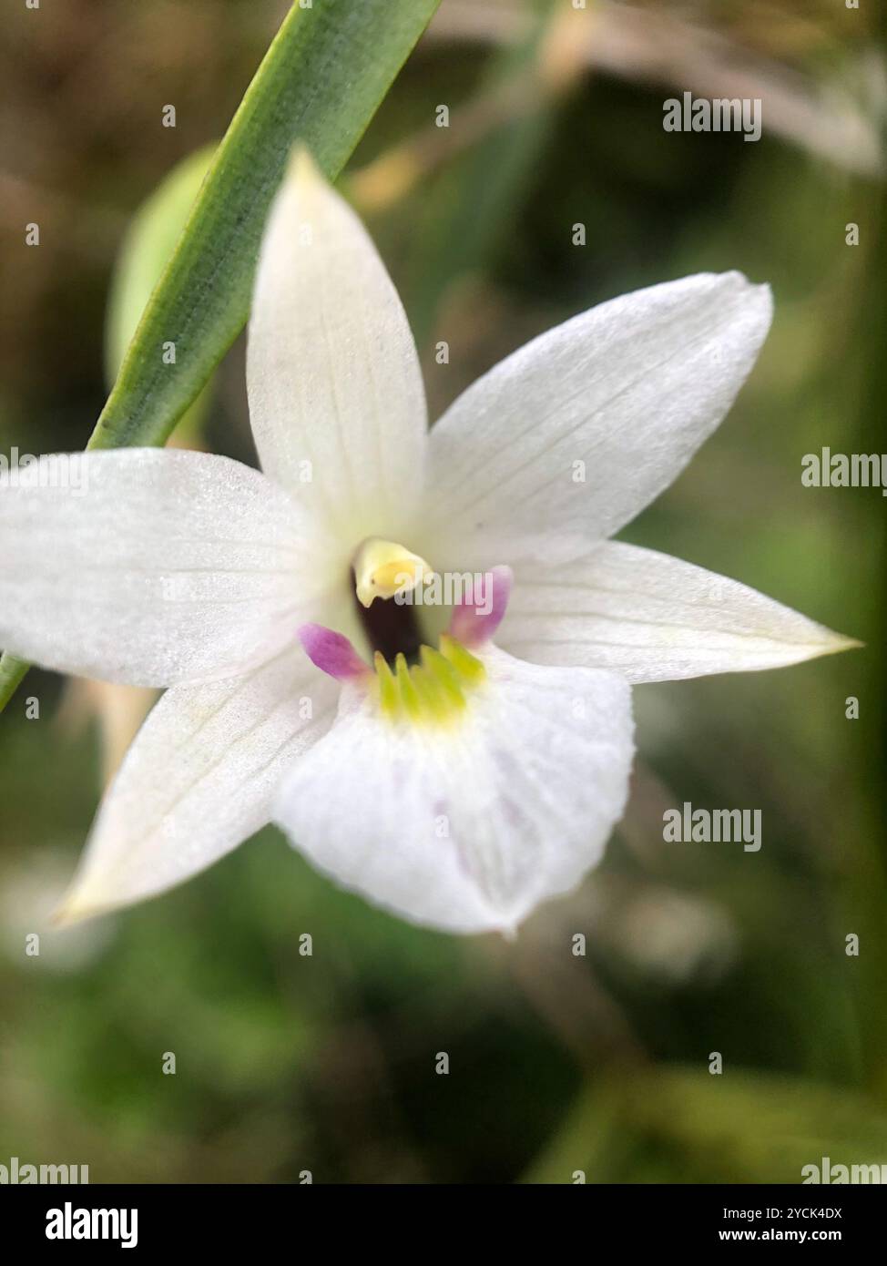 Winika (Dendrobium cunninghamii) Plantae Stock Photo - Alamy