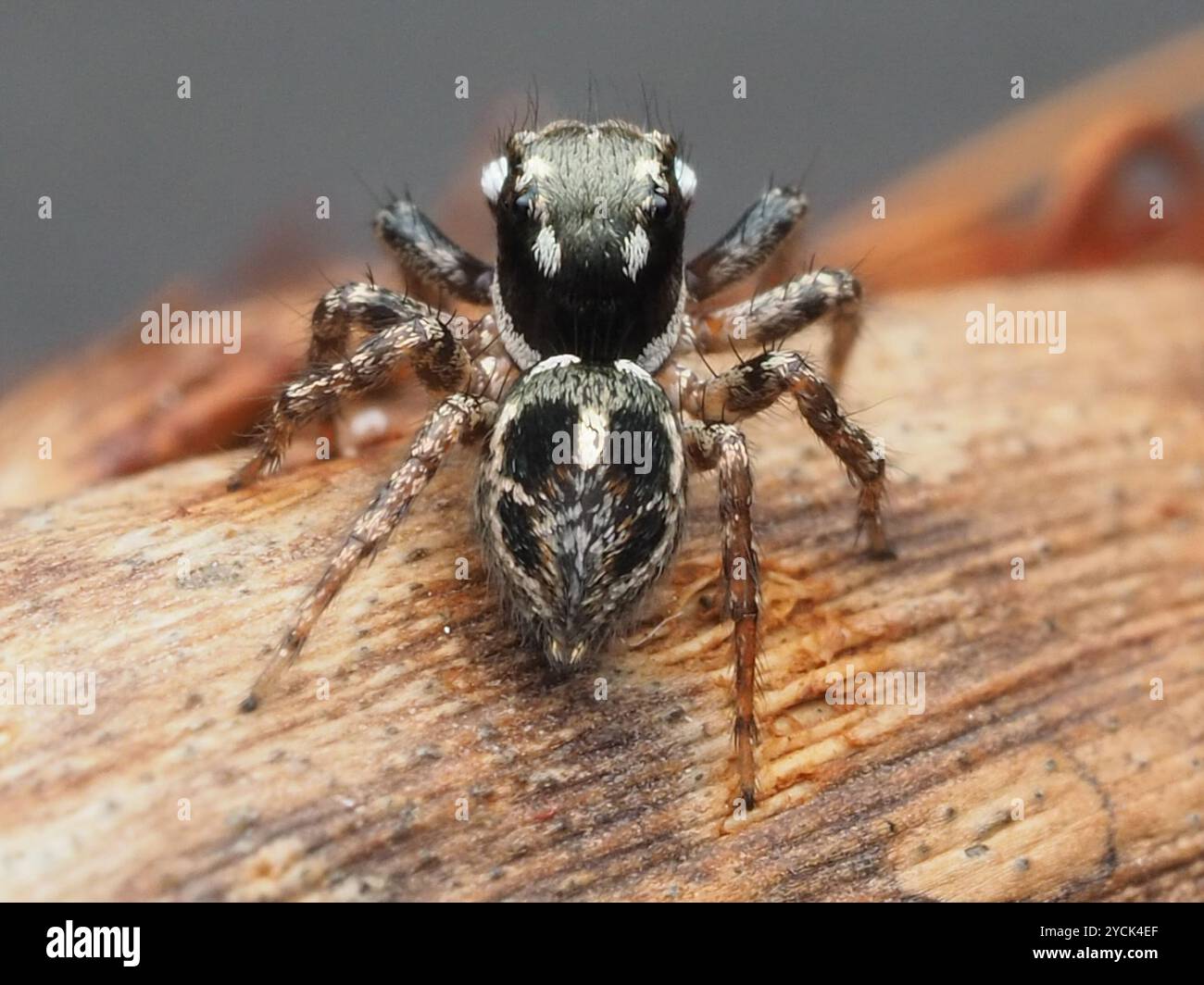 Twin-flagged Jumping Spider (Anasaitis canosus) Arachnida Stock Photo ...