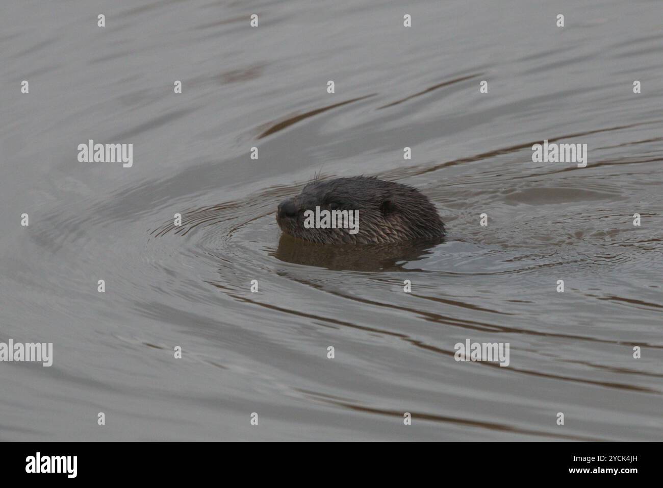 North American River Otter (Lontra canadensis) Mammalia Stock Photo - Alamy