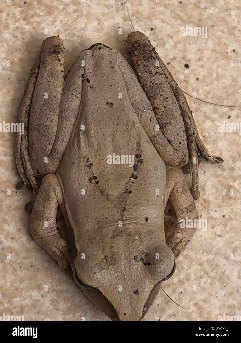 Spot-legged Tree Frog (Polypedates megacephalus) Amphibia Stock Photo ...