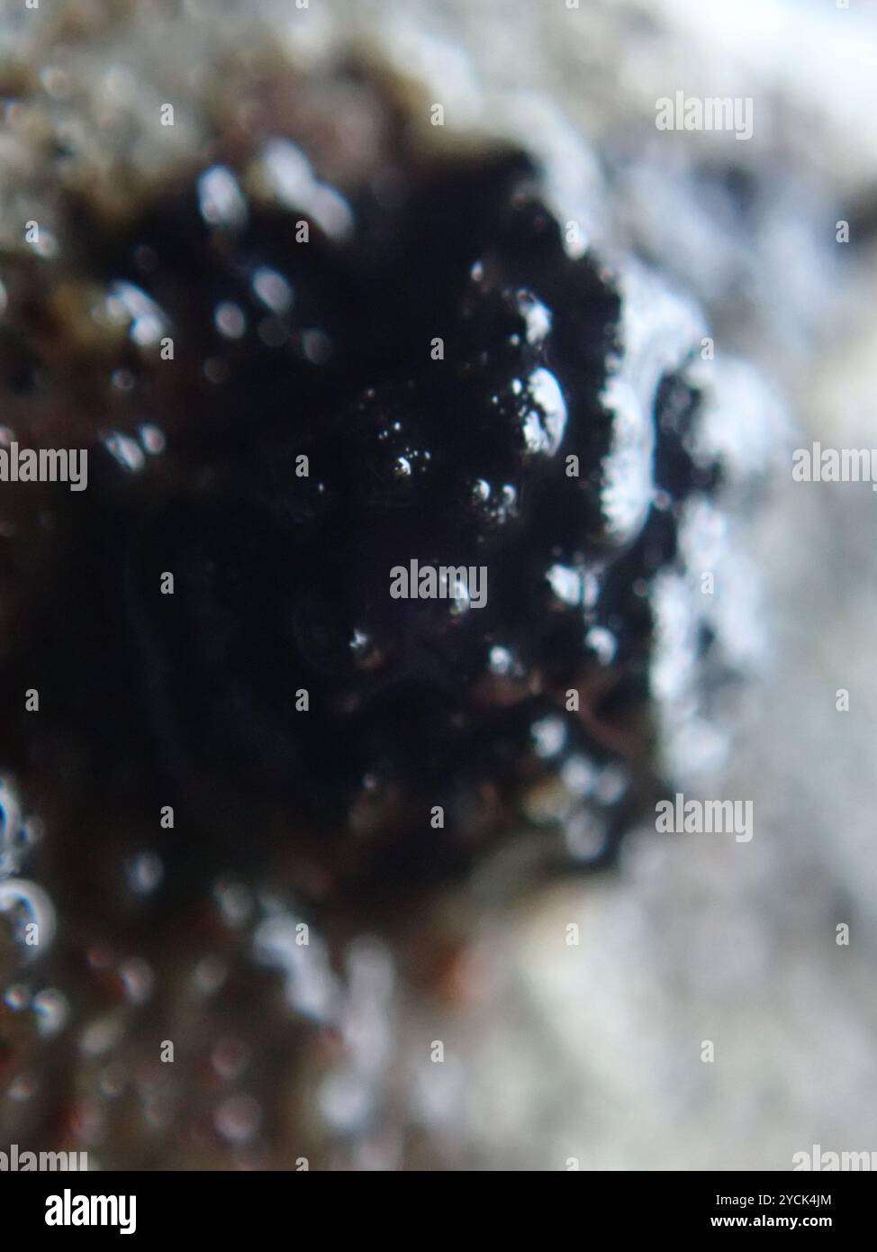Brittle Cinder (Kretzschmaria deusta) Fungi Stock Photo - Alamy