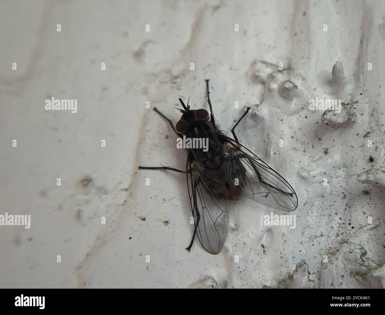 Stable Fly (Stomoxys calcitrans) Insecta Stock Photo - Alamy