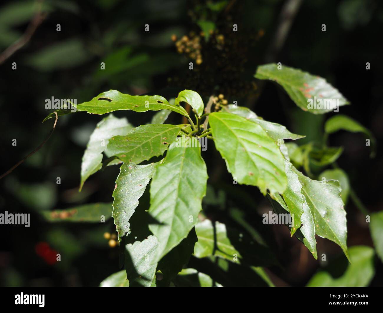 (Maesa perlaria formosana) Plantae Stock Photo - Alamy