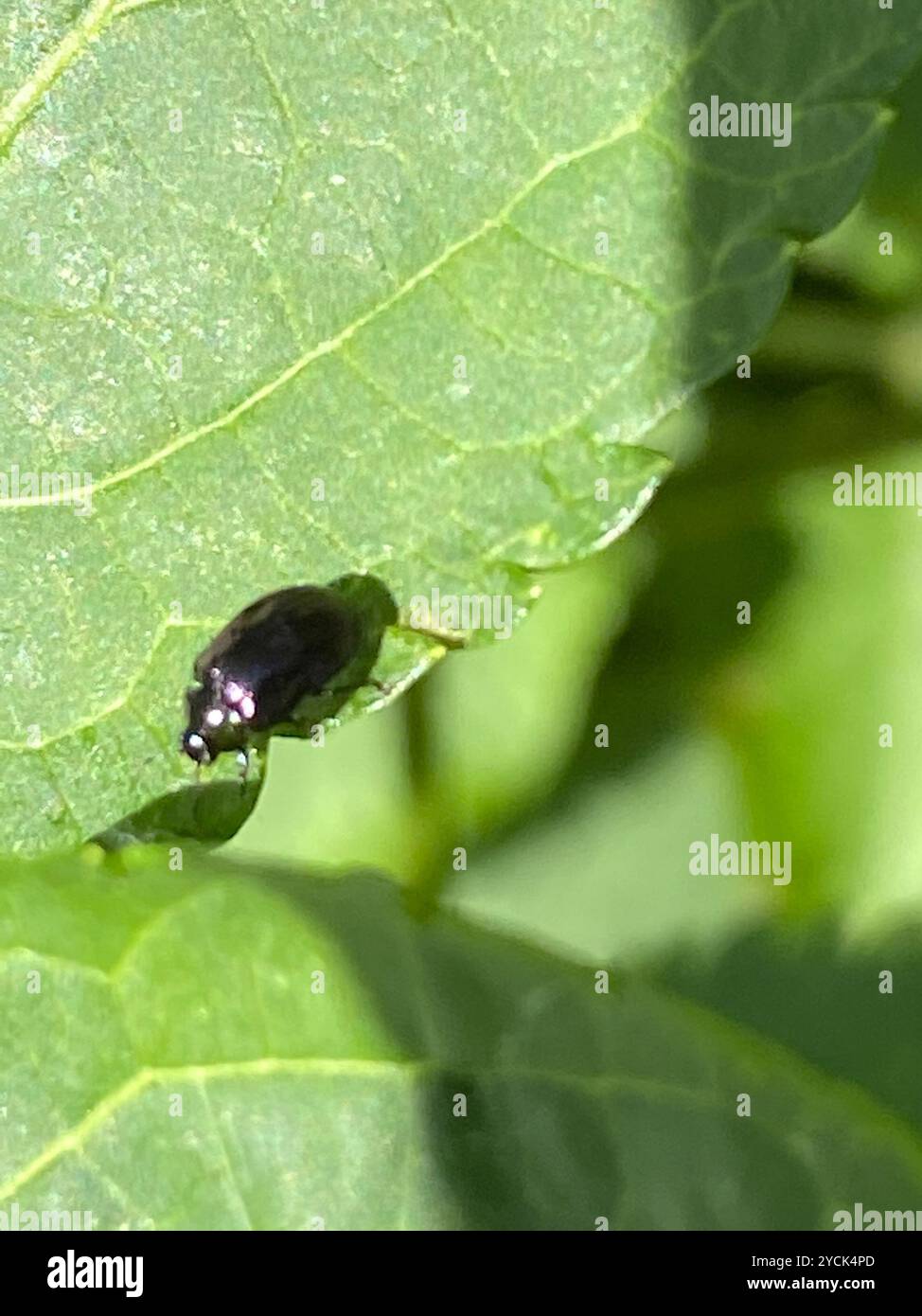Willow Leaf Beetle (Plagiodera versicolora) Insecta Stock Photo - Alamy