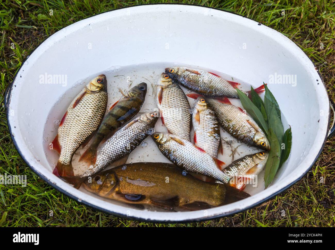 Bucket freshly caught fish hi-res stock photography and images - Alamy