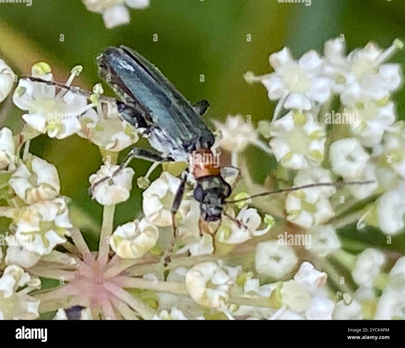 Croceicollis hi-res stock photography and images - Alamy