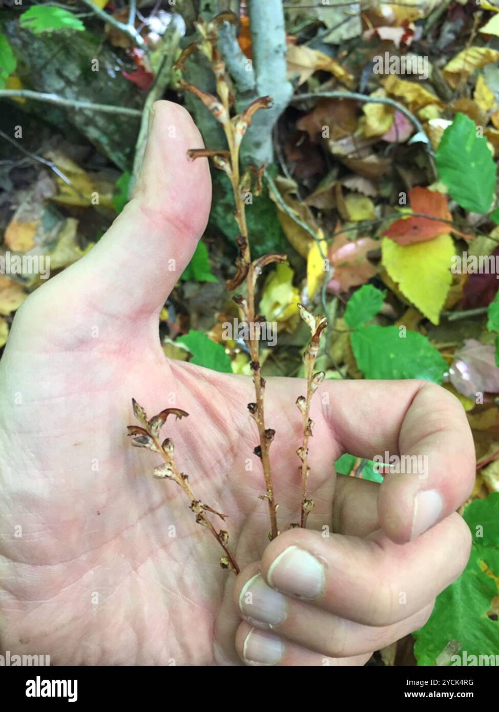 Beechdrops (Epifagus virginiana) Plantae Stock Photo - Alamy