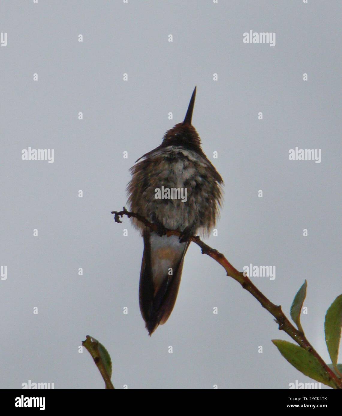 Volcano Hummingbird (Selasphorus flammula) Aves Stock Photo - Alamy