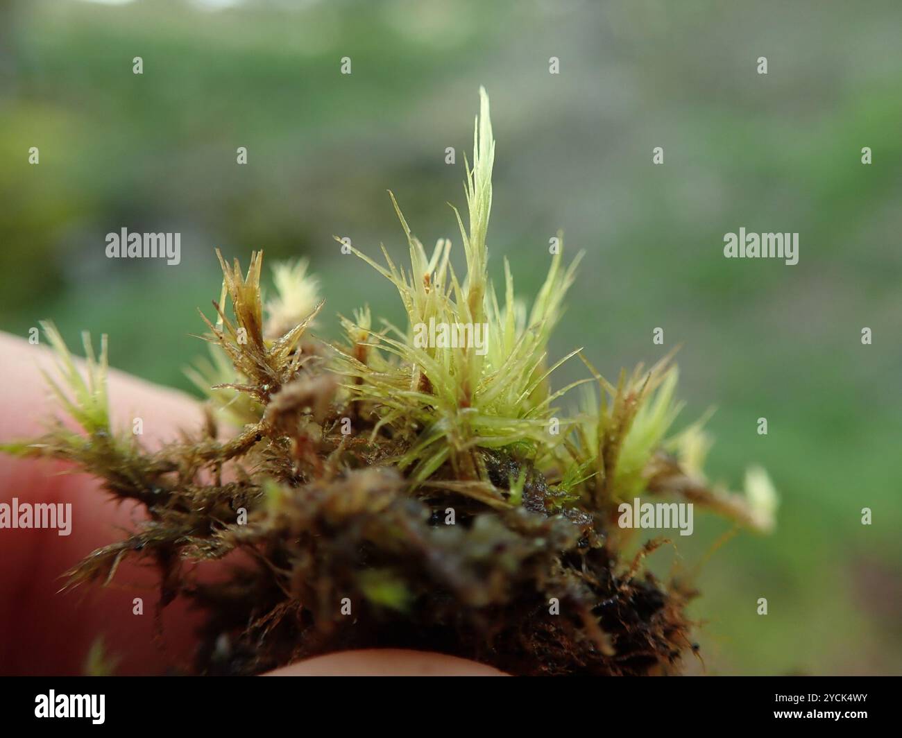 Howell's Dicranum Moss (Dicranum howellii) Plantae Stock Photo - Alamy