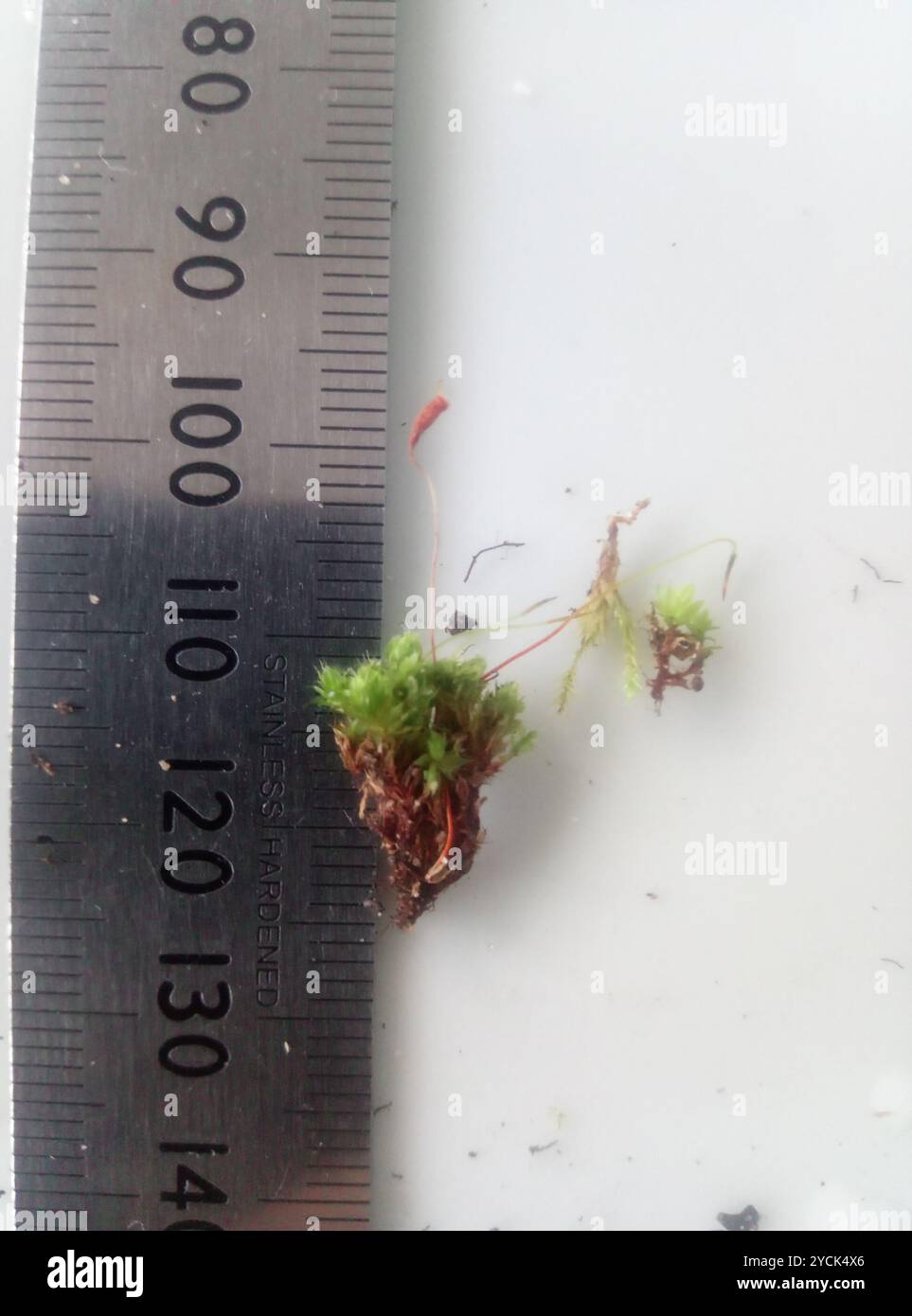 Capillary Thread-moss (Ptychostomum capillare) Plantae Stock Photo - Alamy