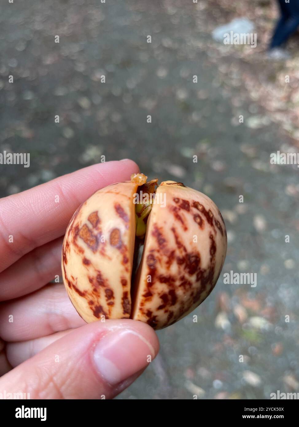 California buckeye (Aesculus californica) Plantae Stock Photo - Alamy