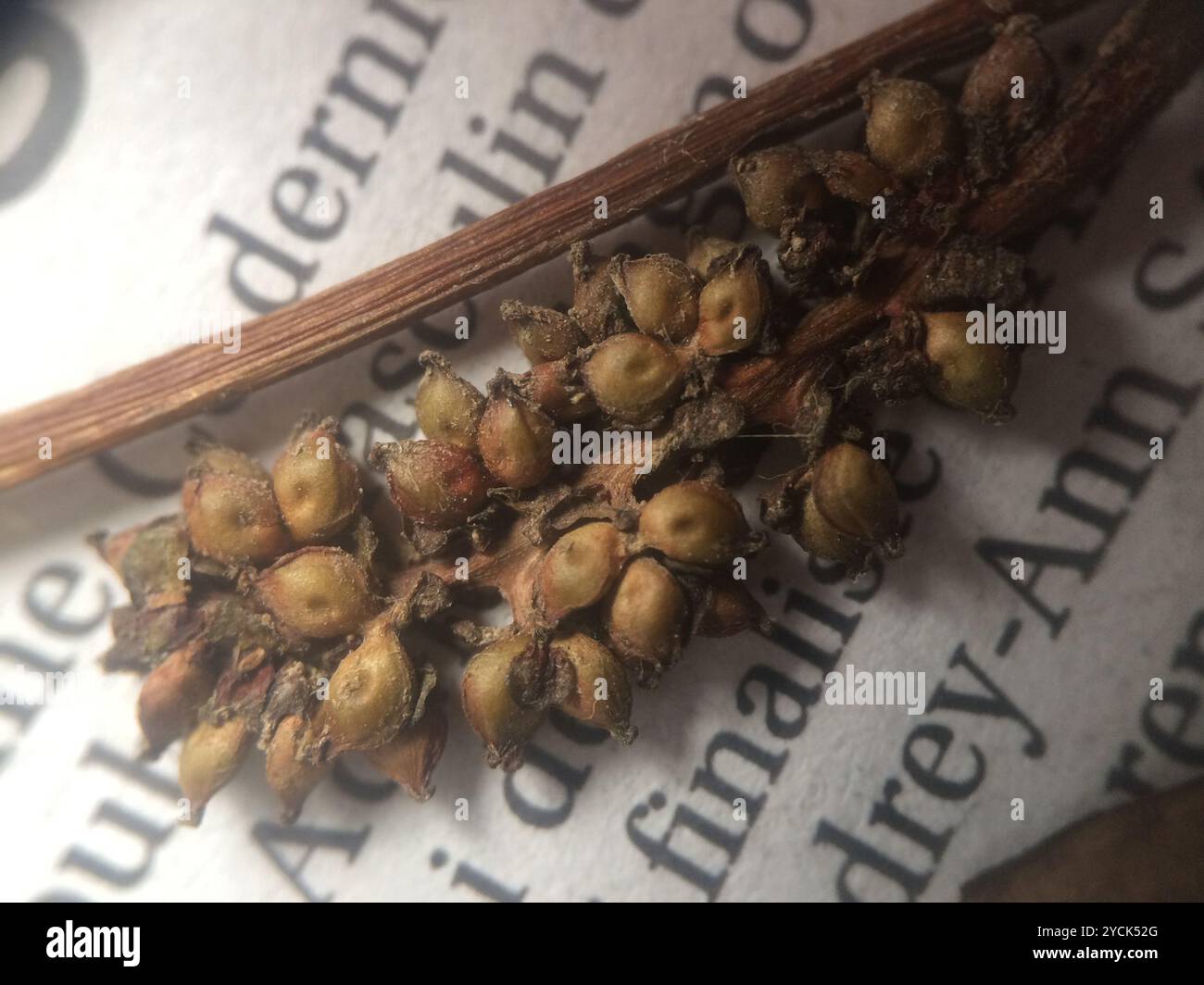 Northern Pondweed (Potamogeton alpinus) Plantae Stock Photo - Alamy