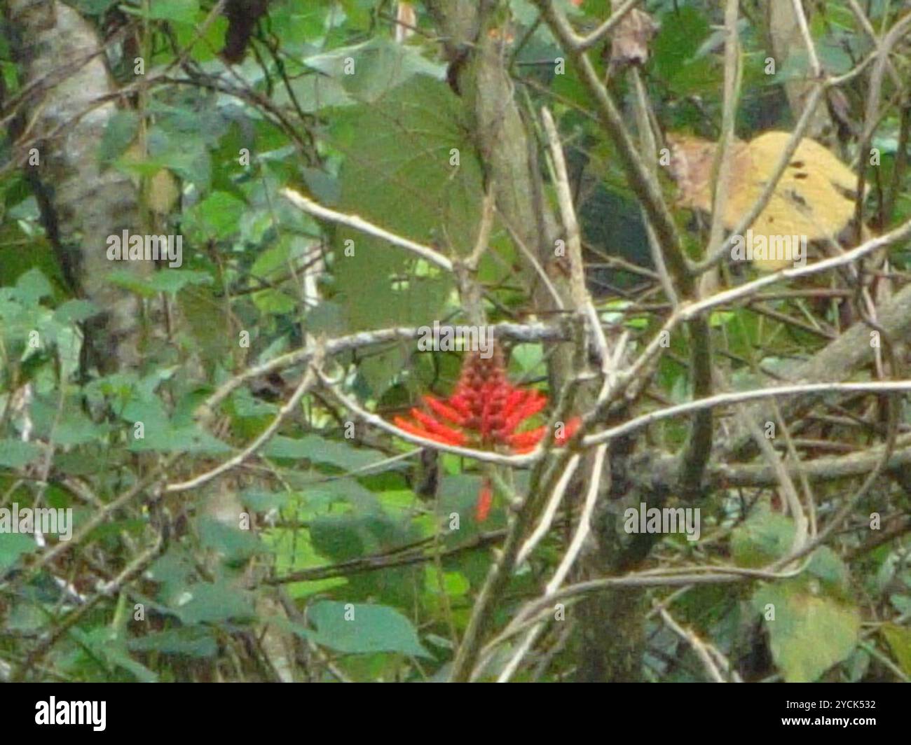 Coral trees (Erythrina) Plantae Stock Photo - Alamy