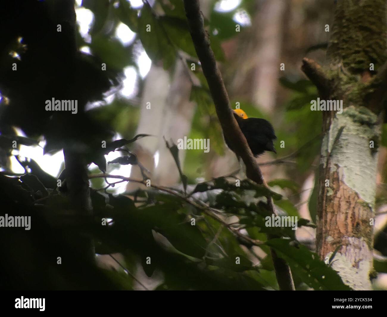 Golden-headed Manakin (Ceratopipra erythrocephala) Aves Stock Photo - Alamy