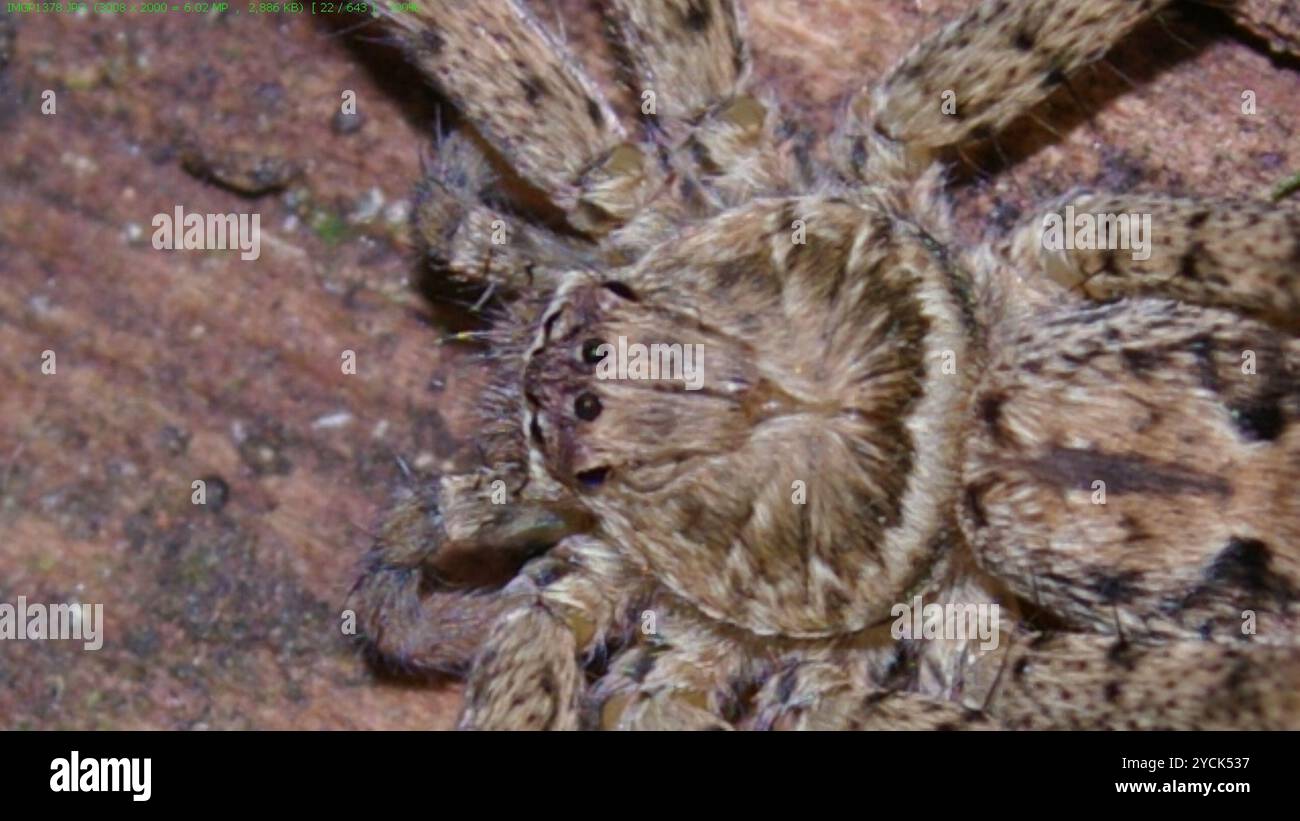Pantropical Huntsman Spider (Heteropoda venatoria) Arachnida Stock ...