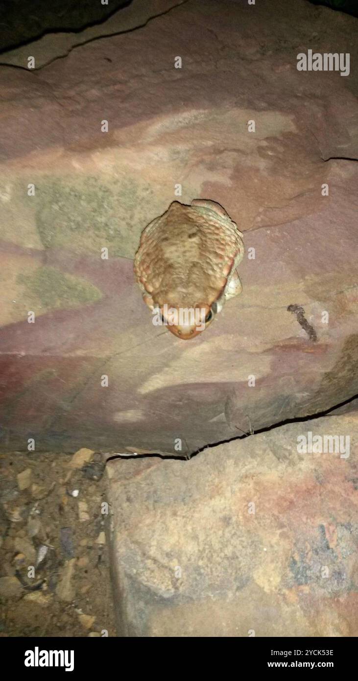 African Red Toad (Schismaderma carens) Amphibia Stock Photo - Alamy