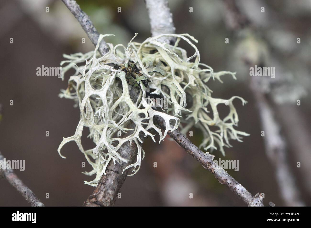 Oakmoss (Evernia prunastri) Fungi Stock Photo - Alamy