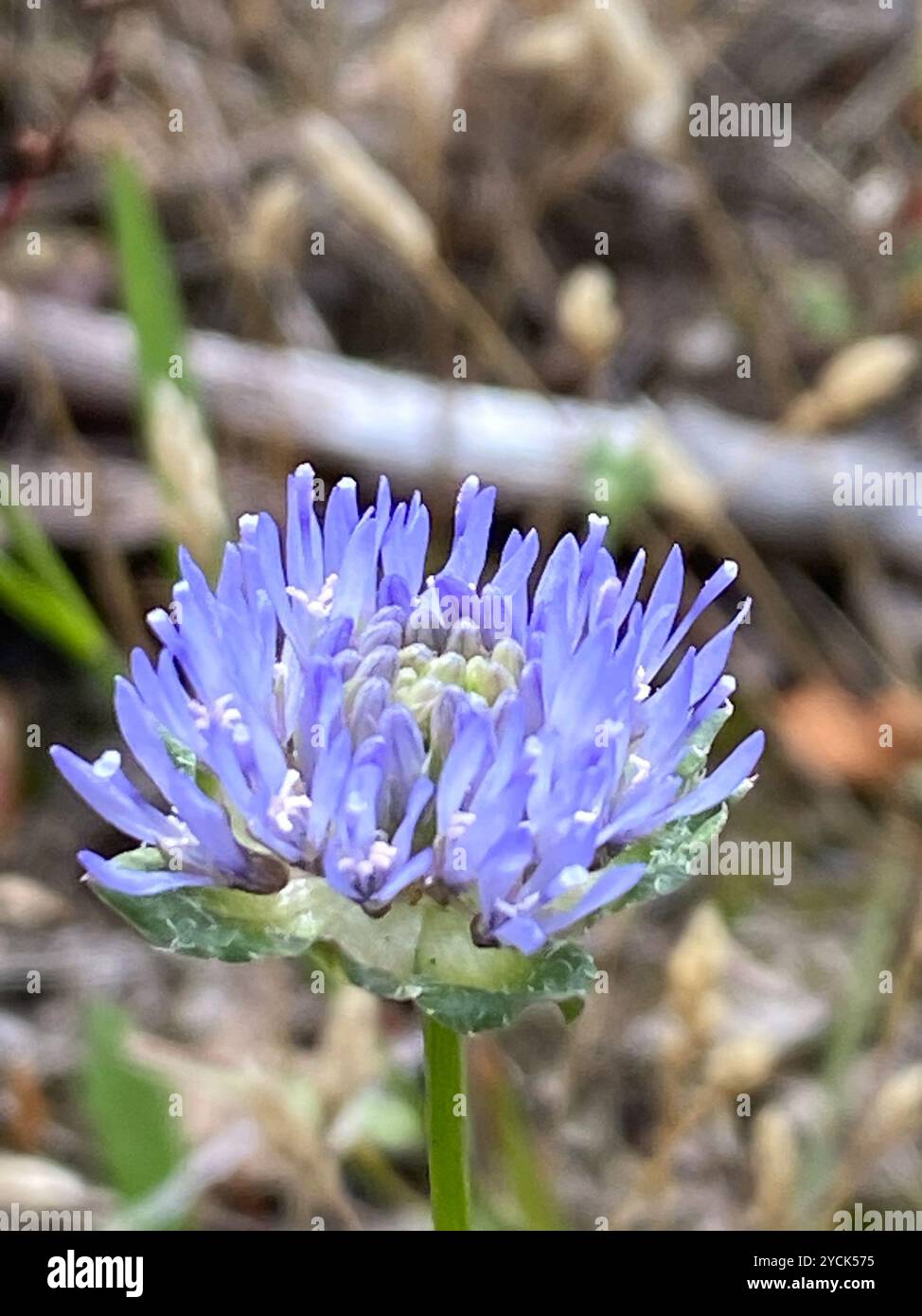 Sheep's-bit (Jasione montana) Plantae Stock Photo - Alamy