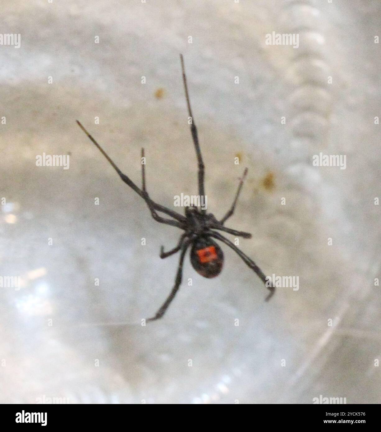 Widow Spiders (Latrodectus) Arachnida Stock Photo - Alamy