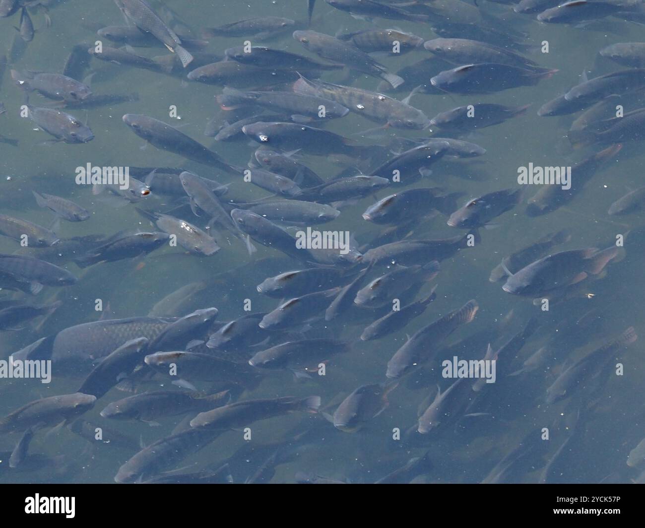 Mozambique Tilapia (Oreochromis mossambicus) Actinopterygii Stock Photo ...
