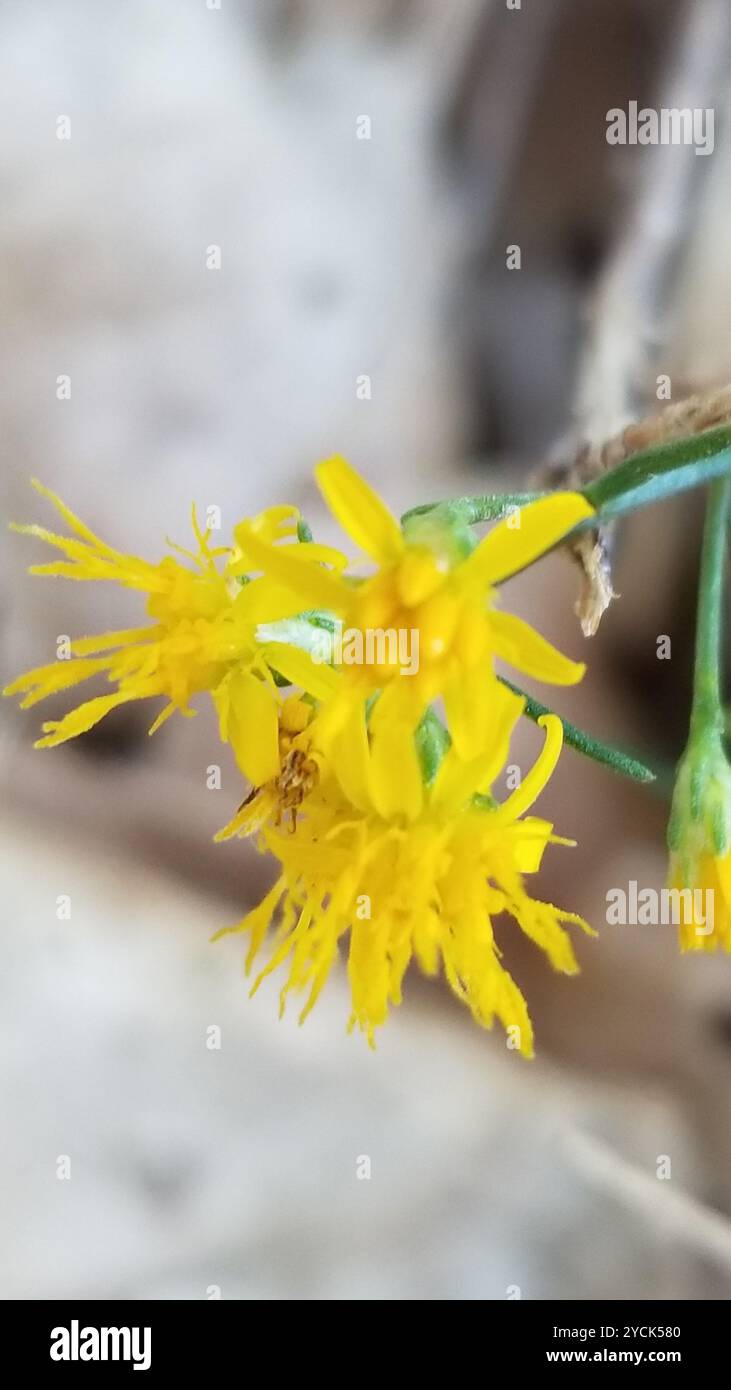 Broom Snakeweed (Gutierrezia sarothrae) Plantae Stock Photo - Alamy