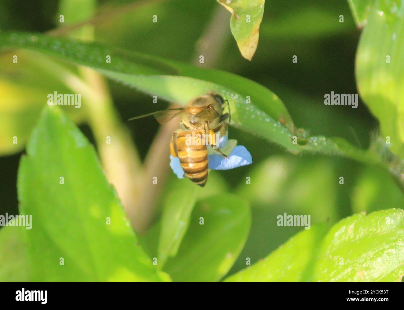 Indian Honey Bee (Apis cerana indica) Insecta Stock Photo - Alamy