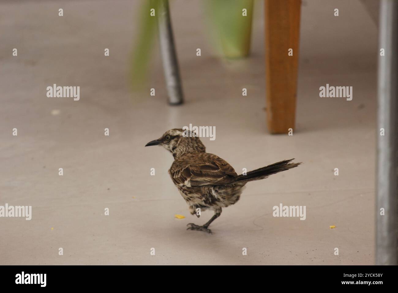 Long-tailed Mockingbird (Mimus longicaudatus) Aves Stock Photo - Alamy