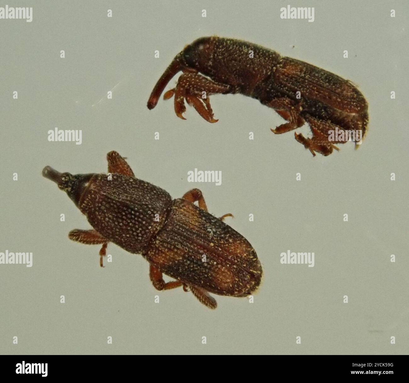 Grain Weevils (Sitophilus) Insecta Stock Photo - Alamy