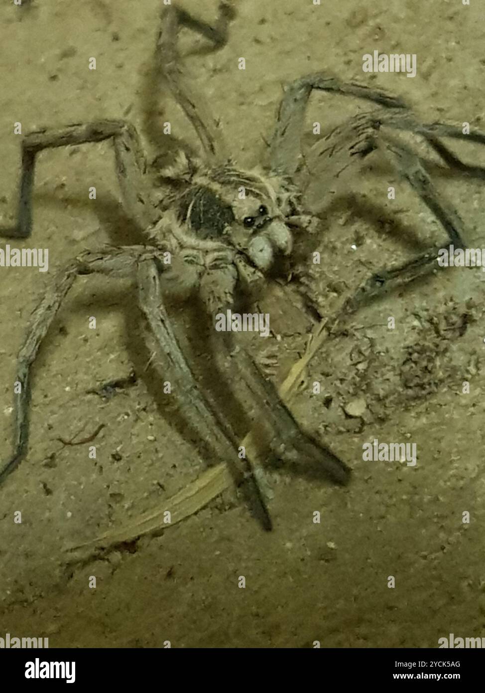 Union-Jack Wolf Spiders (Tasmanicosa) Arachnida Stock Photo - Alamy