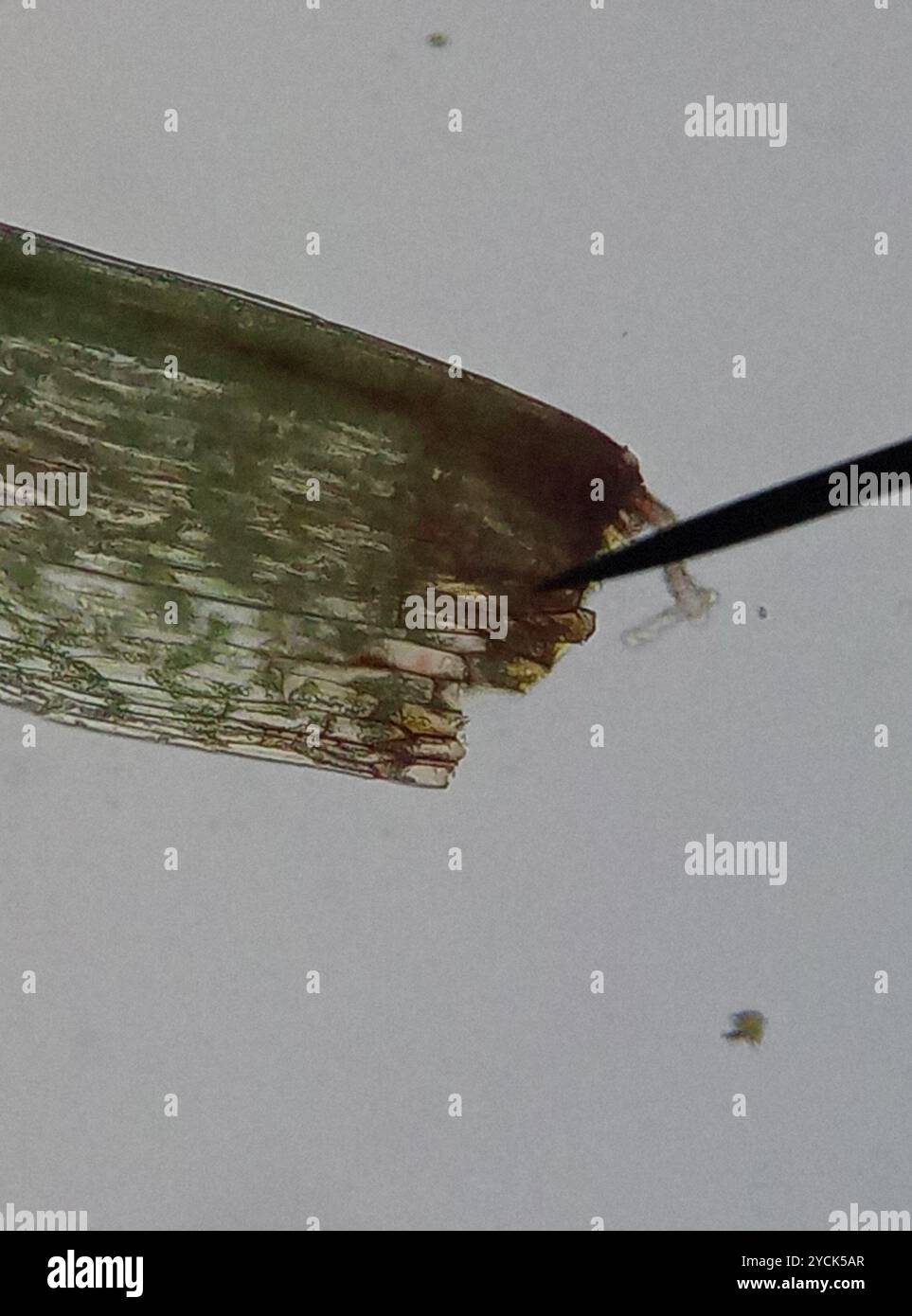 Cape Thread-moss (Orthodontium lineare) Plantae Stock Photo - Alamy