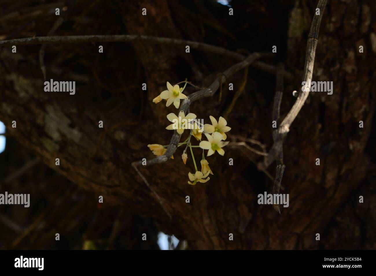 Green Lipped Dendrobium (Dendrobium ovatum) Plantae Stock Photo - Alamy