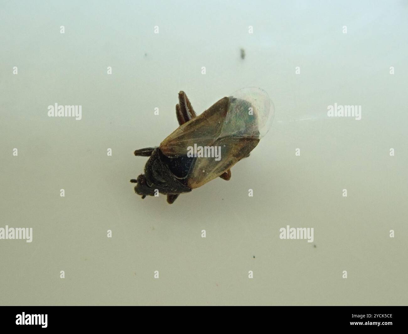 Minute pirate bugs (Anthocoridae) Insecta Stock Photo - Alamy
