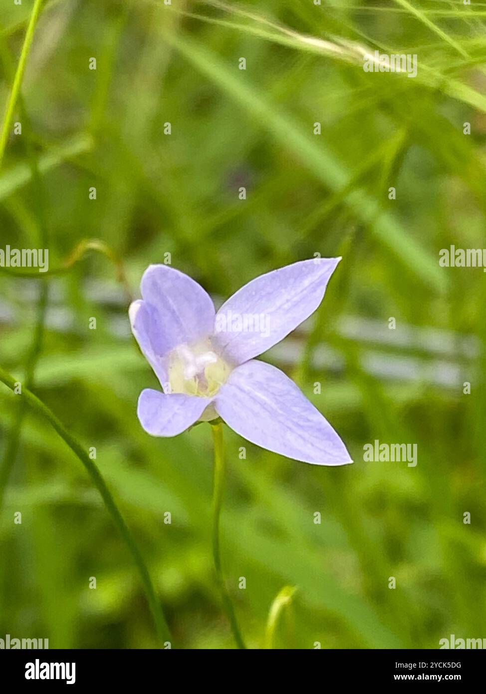 flowering plants (Angiospermae) Plantae Stock Photo - Alamy
