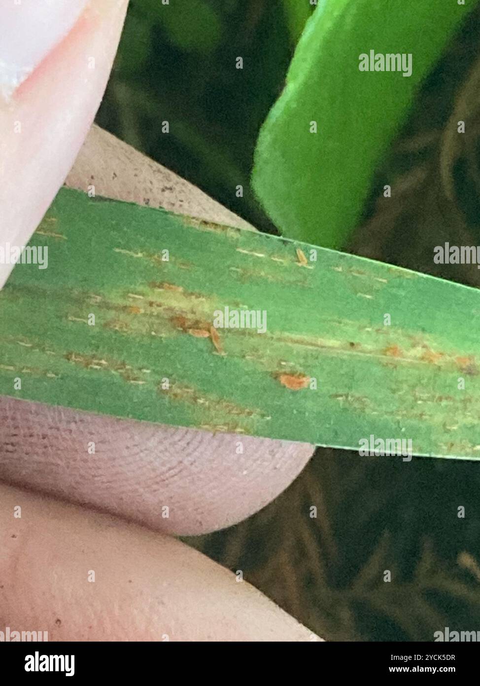 rust fungi (Pucciniales) Fungi Stock Photo - Alamy