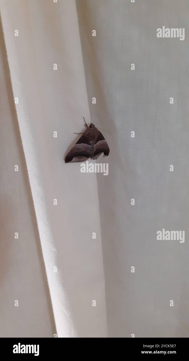 Echo Moth (Achaea echo) Insecta Stock Photo - Alamy