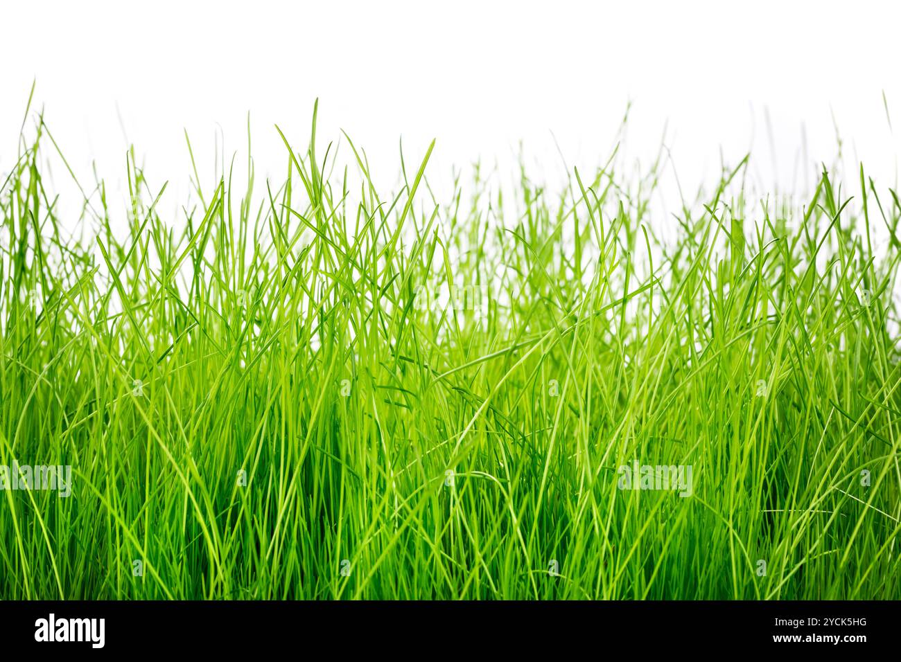 Green grass isolated on white background Stock Photo - Alamy