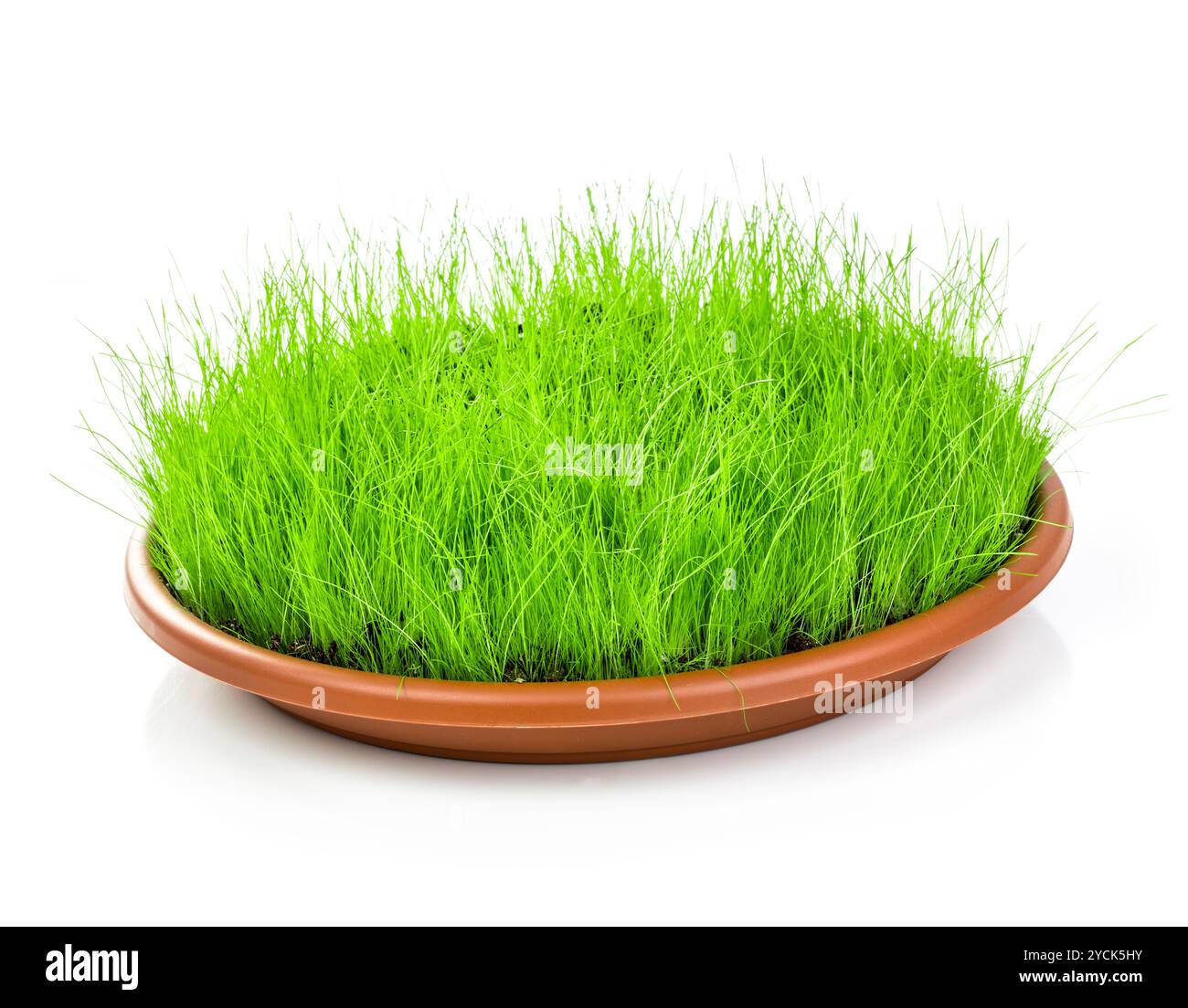 Closeup macro green grass Cut Out Stock Images & Pictures - Alamy